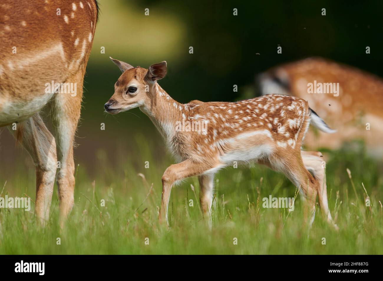 Fallow deer (Dama dama), calf, clearing, meadow, standing Stock Photo ...