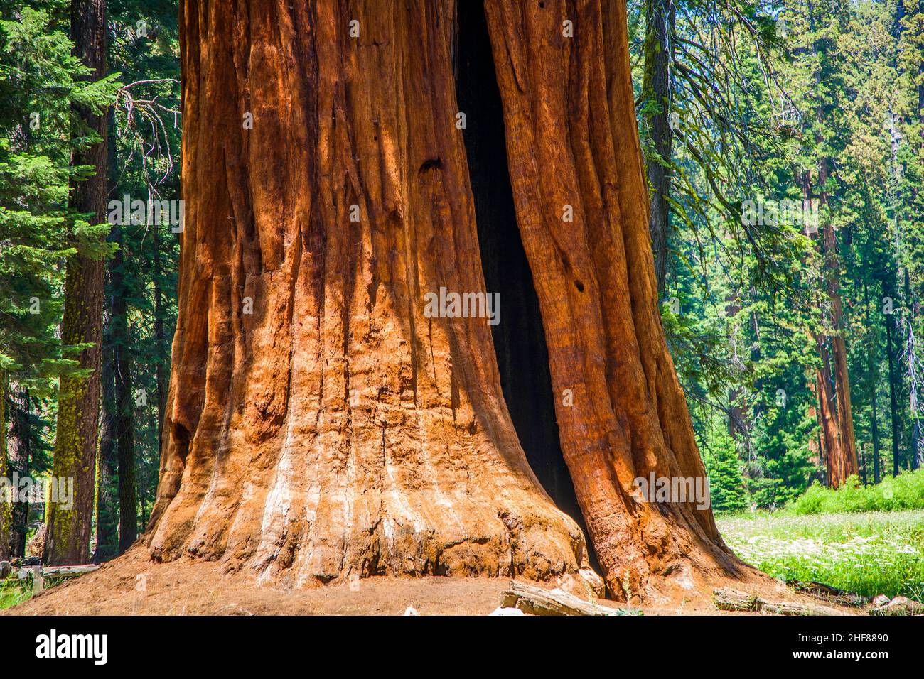 Sequoia national Park with old huge Sequoia trees like redwoods in ...