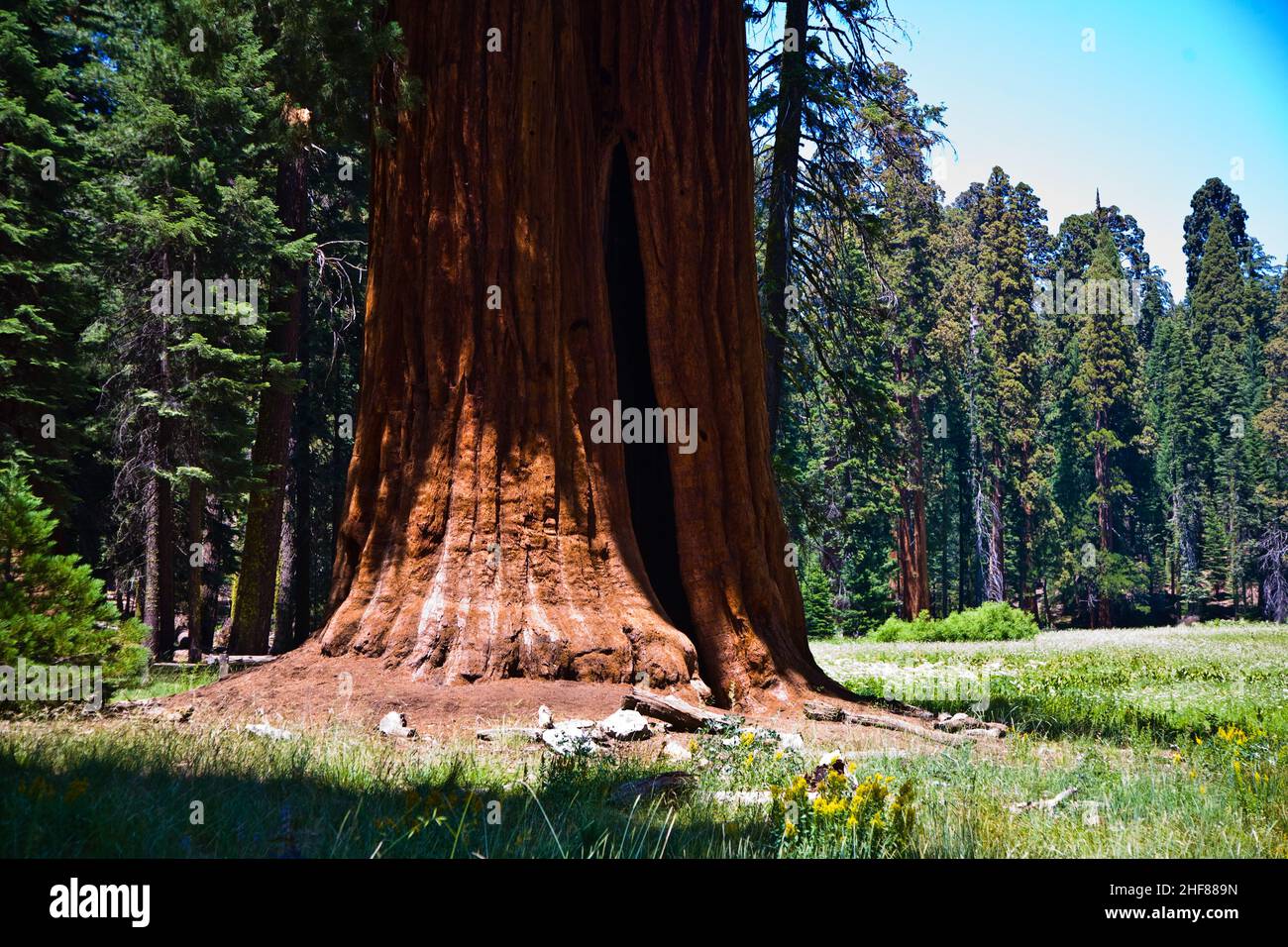 the famous big sequoia trees are standing in Sequoia National Park ...