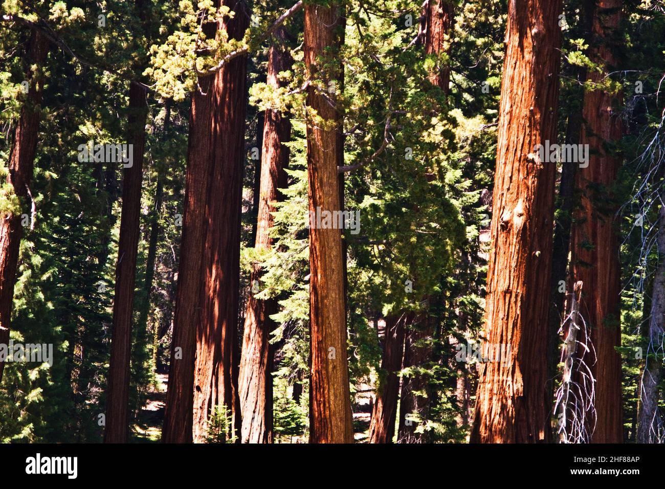 Sequoia national Park with old huge Sequoia trees like redwoods in ...
