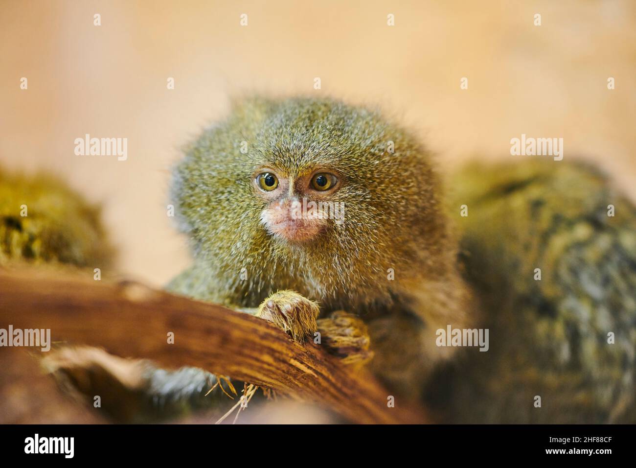 Close up pygmy marmoset hi-res stock photography and images - Alamy