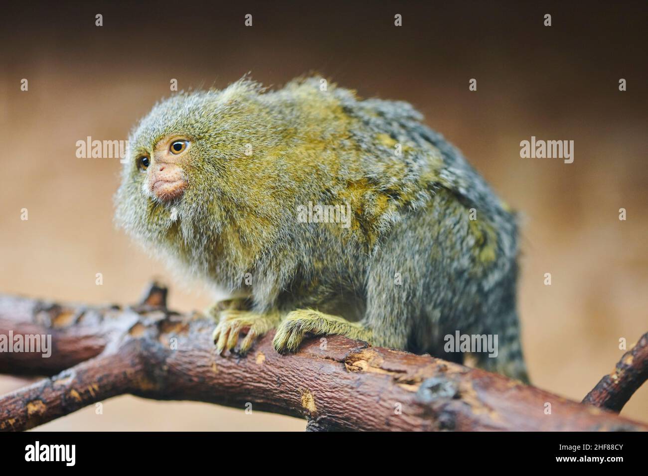 Pygmy marmoset cebuella close hi-res stock photography and images - Alamy