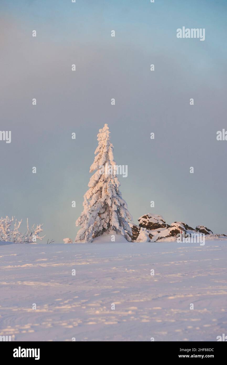 Norway spruces (Picea abies) at sunrise in winter, Berg Arber, Bavarian ...