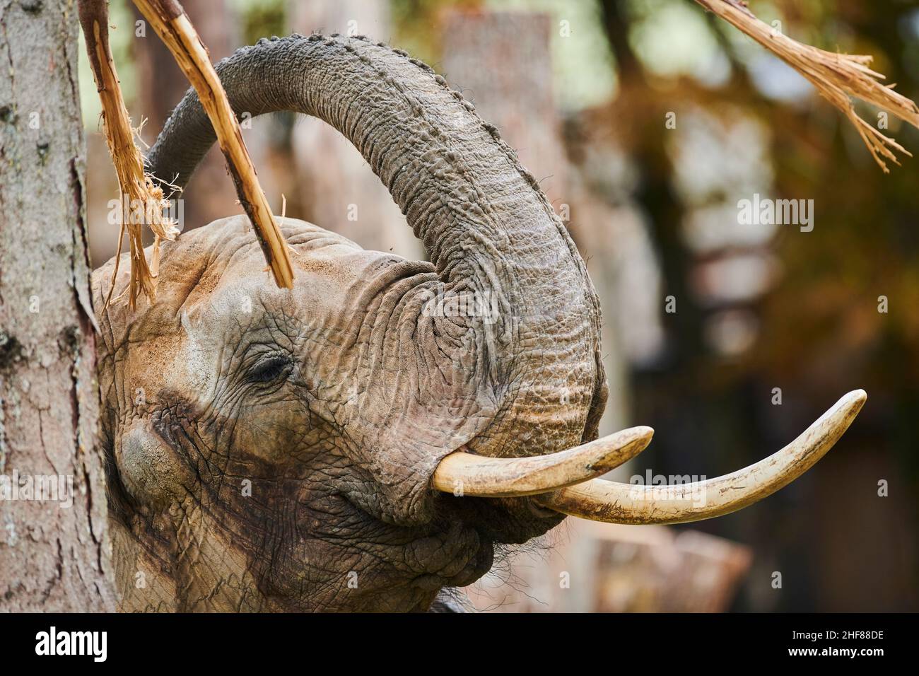 Asian elephant elephas hi-res stock photography and images - Alamy