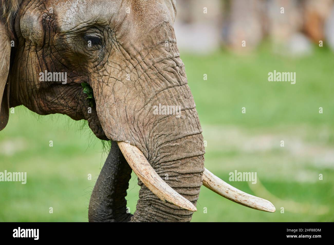 Asian elephant elephas maximus hi-res stock photography and images - Alamy