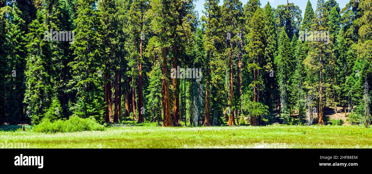 Beautiful big tree overhead hi-res stock photography and images - Alamy