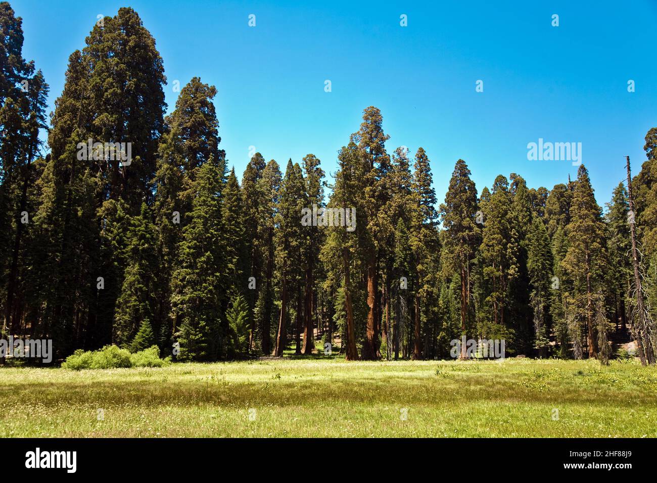 the famous big sequoia trees are standing in Sequoia National Park ...