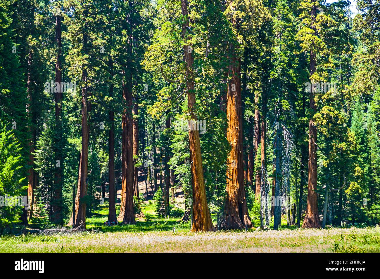 the famous big sequoia trees are standing in Sequoia National Park ...