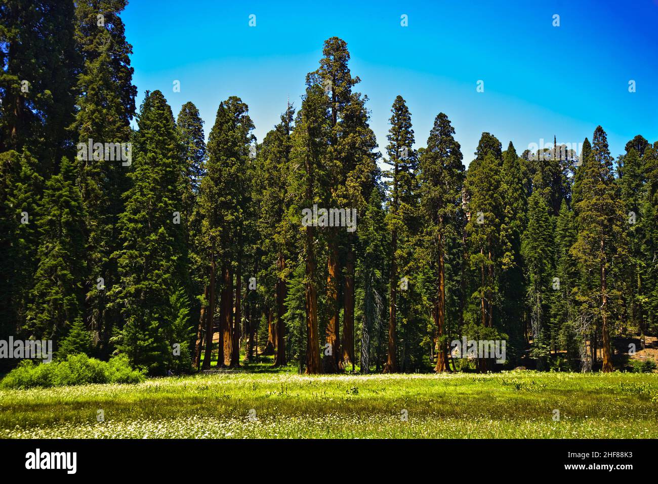 the famous big sequoia trees are standing in Sequoia National Park ...