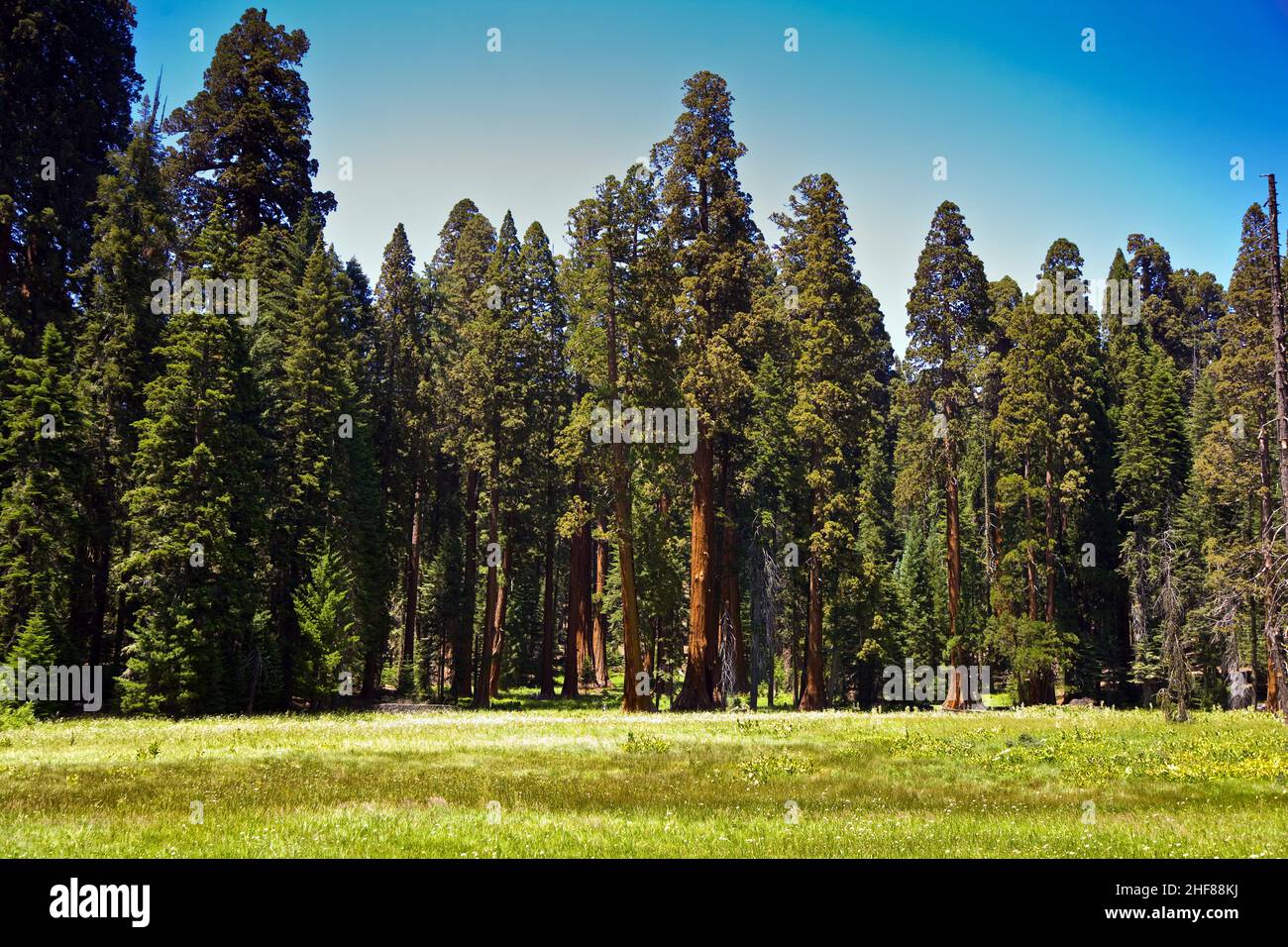 the famous big sequoia trees are standing in Sequoia National Park ...