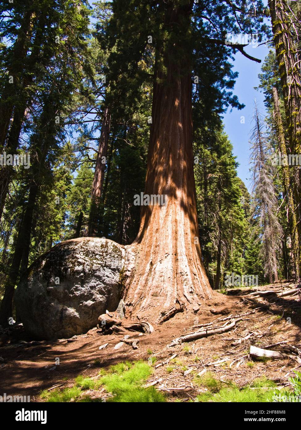 Towering sequoias hi-res stock photography and images - Alamy