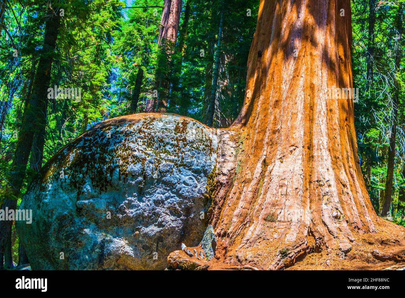Sequoia national Park with old huge Sequoia trees like redwoods in ...