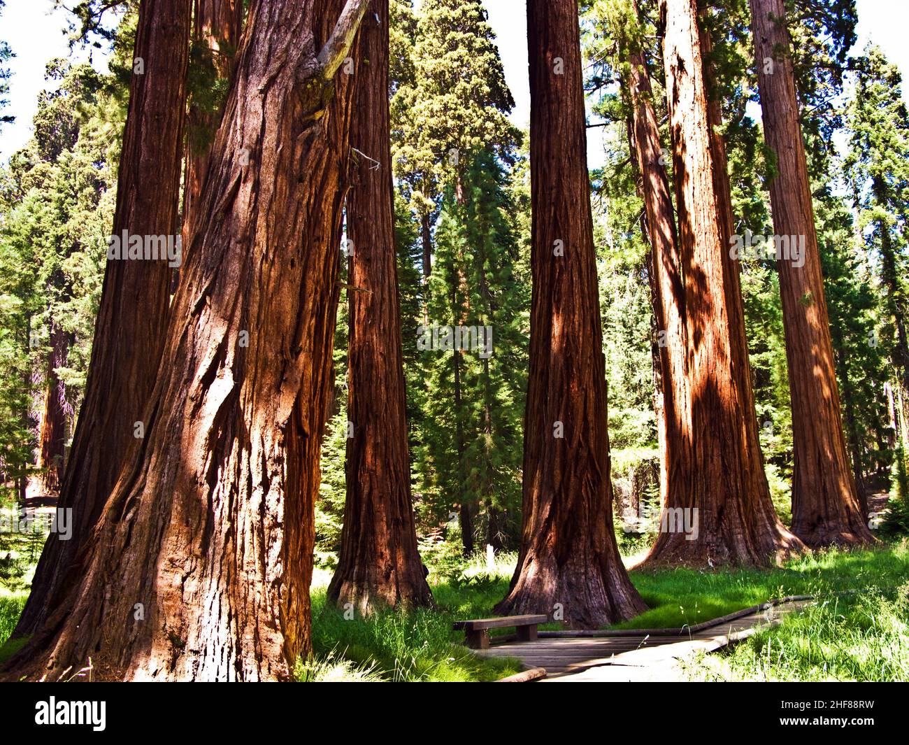 tall and big sequoias in beautiful sequoia national park Stock Photo ...