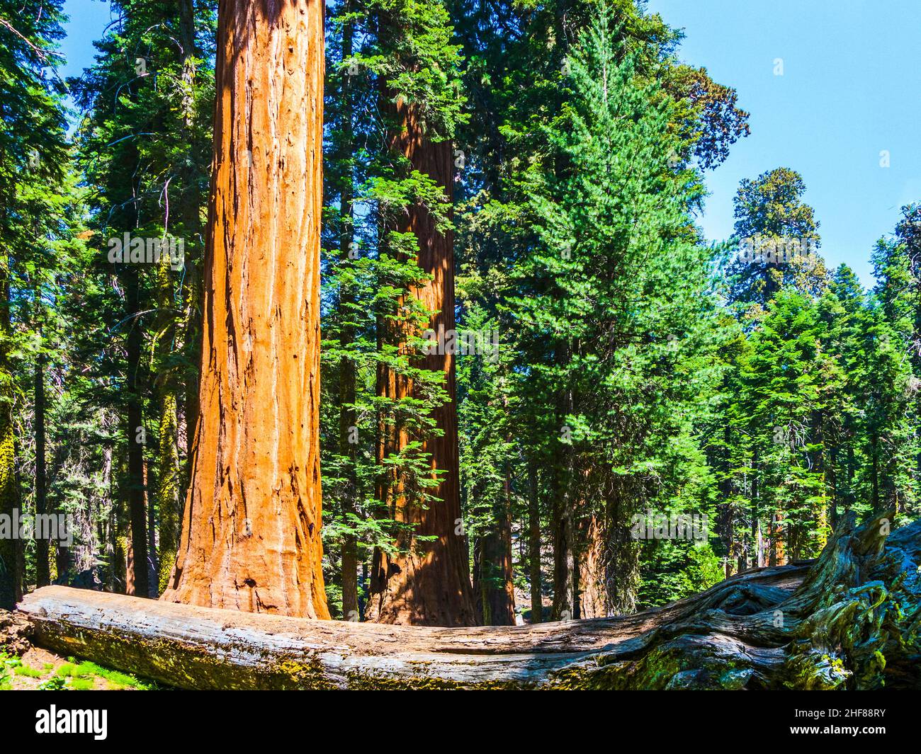 tall and big sequoias in beautiful sequoia national park Stock Photo ...