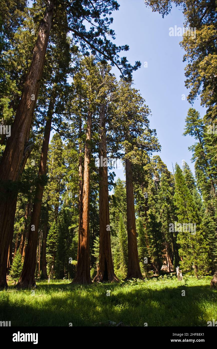 tall and big sequoias in beautiful sequoia national park Stock Photo ...