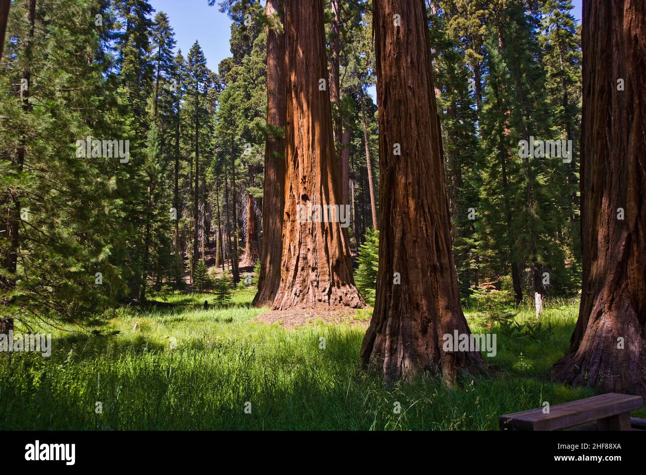 the famous big sequoia trees are standing in Sequoia National Park ...