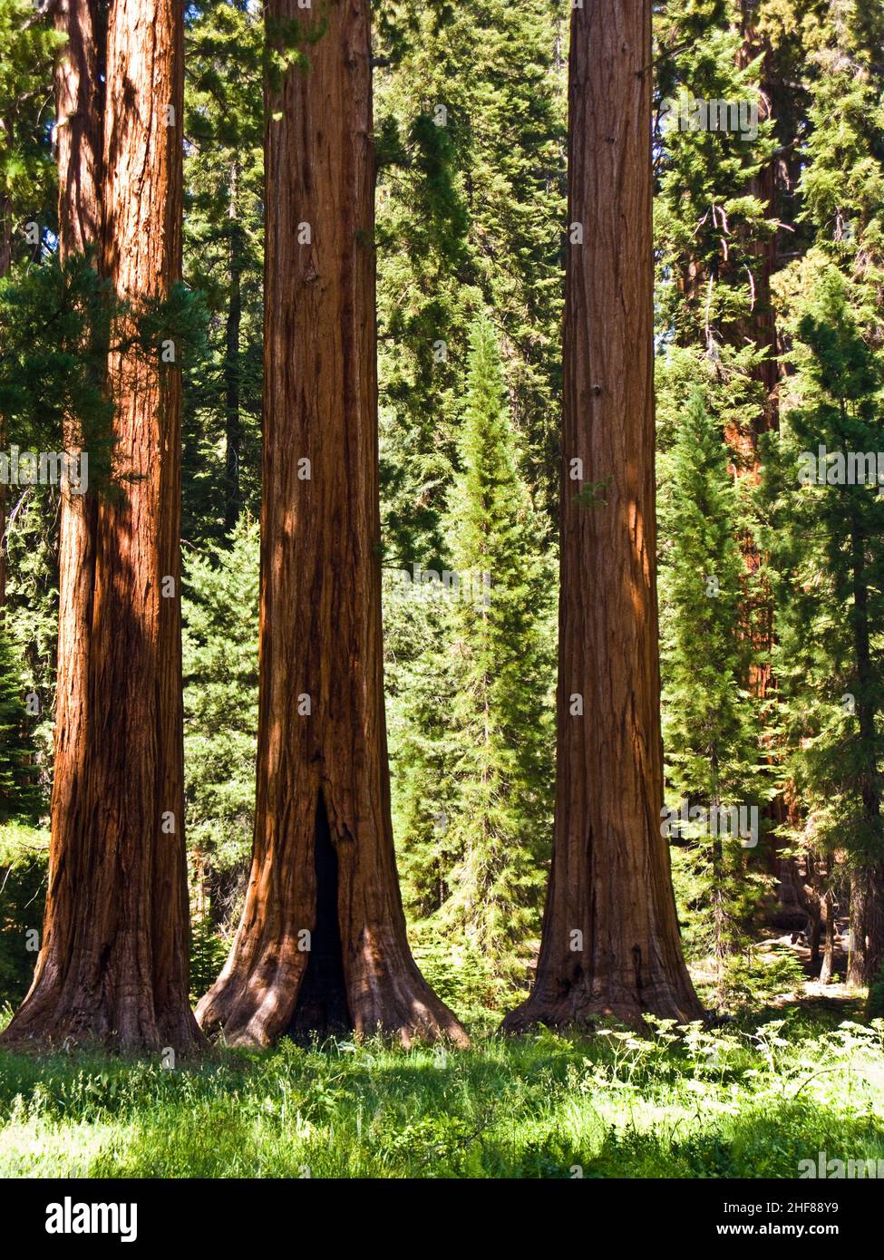 tall and big sequoias in beautiful sequoia national park Stock Photo ...
