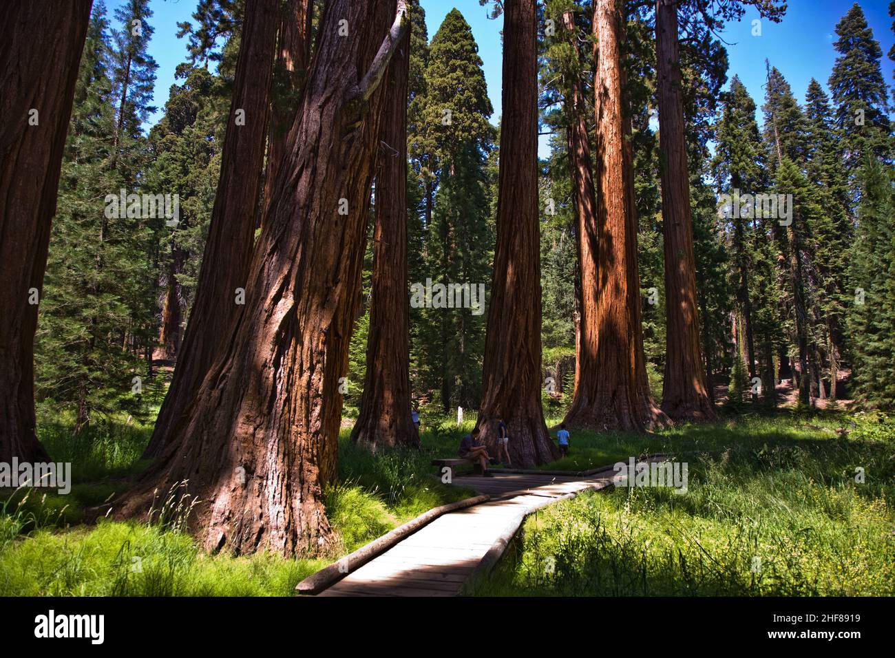 the famous big sequoia trees are standing in Sequoia National Park ...