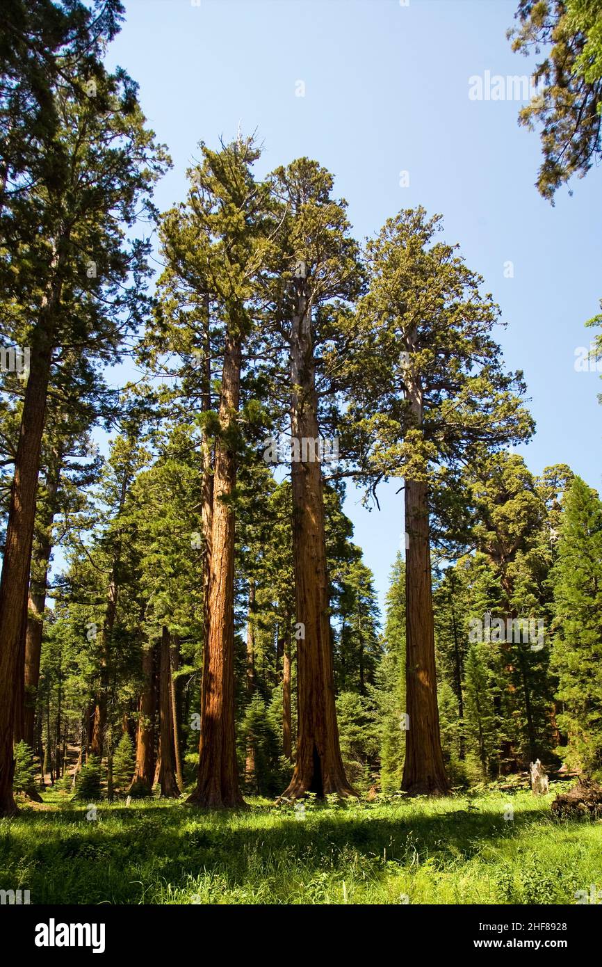 the famous big sequoia trees are standing in Sequoia National Park ...