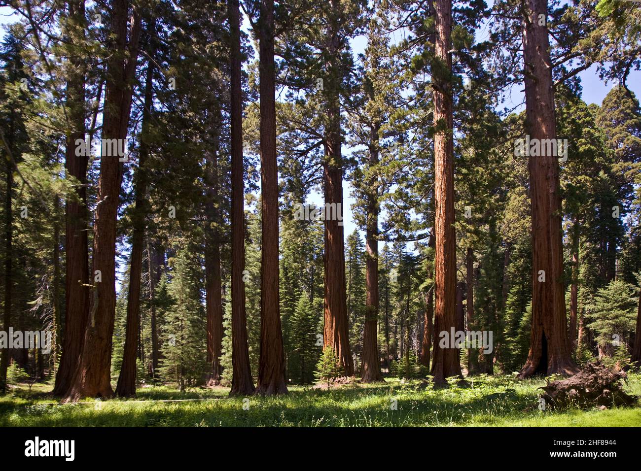 the famous big sequoia trees are standing in Sequoia National Park ...