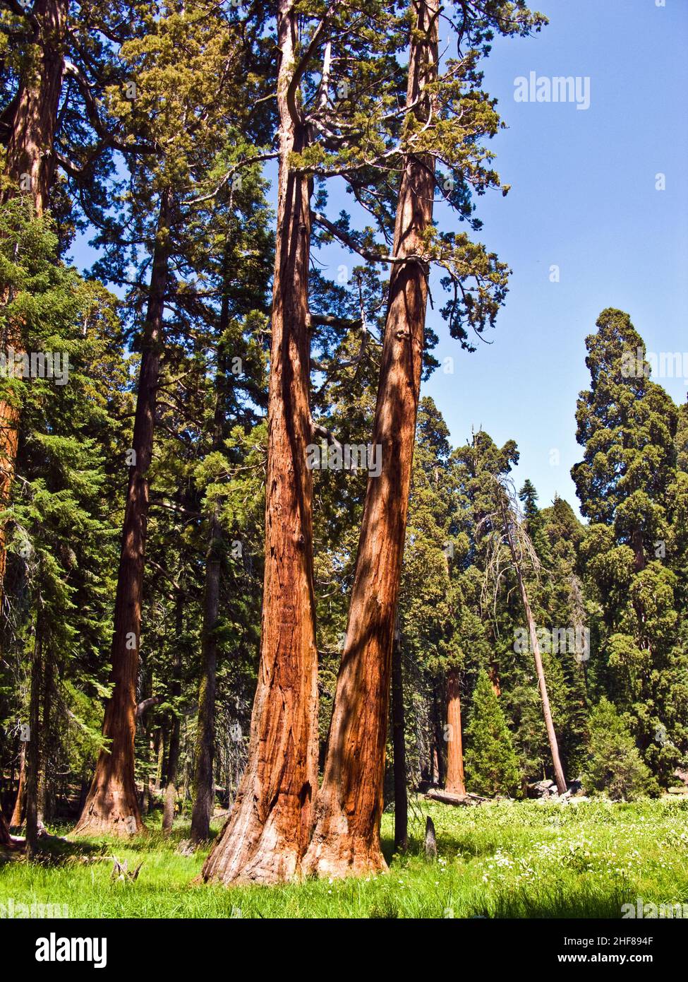 tall and big sequoias in beautiful sequoia national park Stock Photo ...