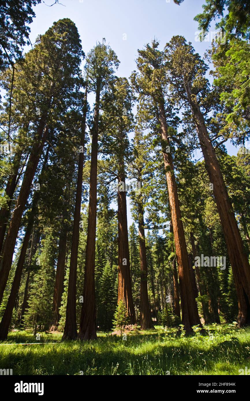 tall and big sequoias in beautiful sequoia national park Stock Photo ...