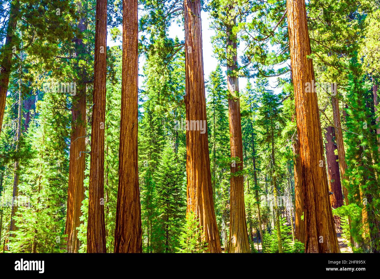 tall and big sequoias in beautiful sequoia national park Stock Photo ...