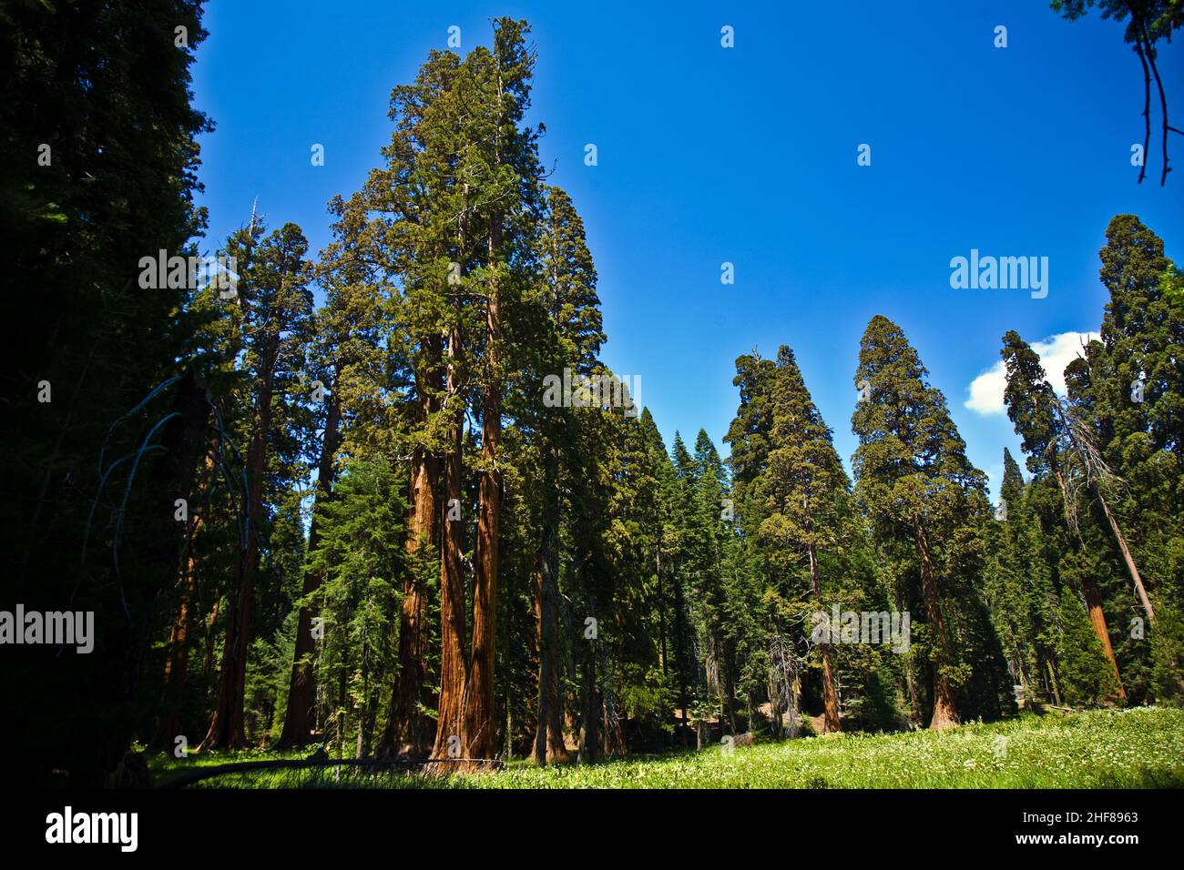 the famous big sequoia trees are standing in Sequoia National Park ...