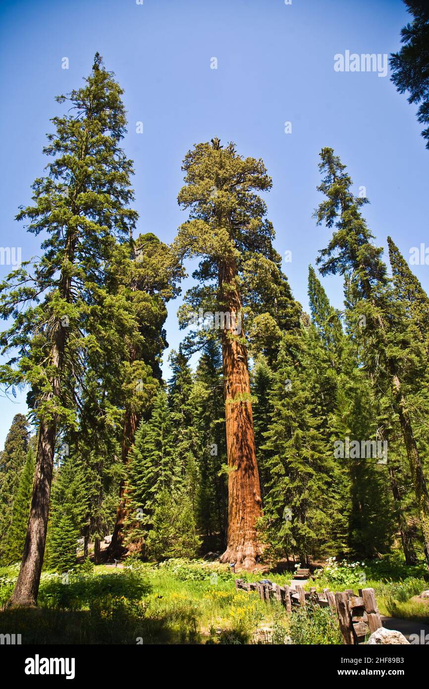 tall and big sequoias in beautiful sequoia national park Stock Photo ...