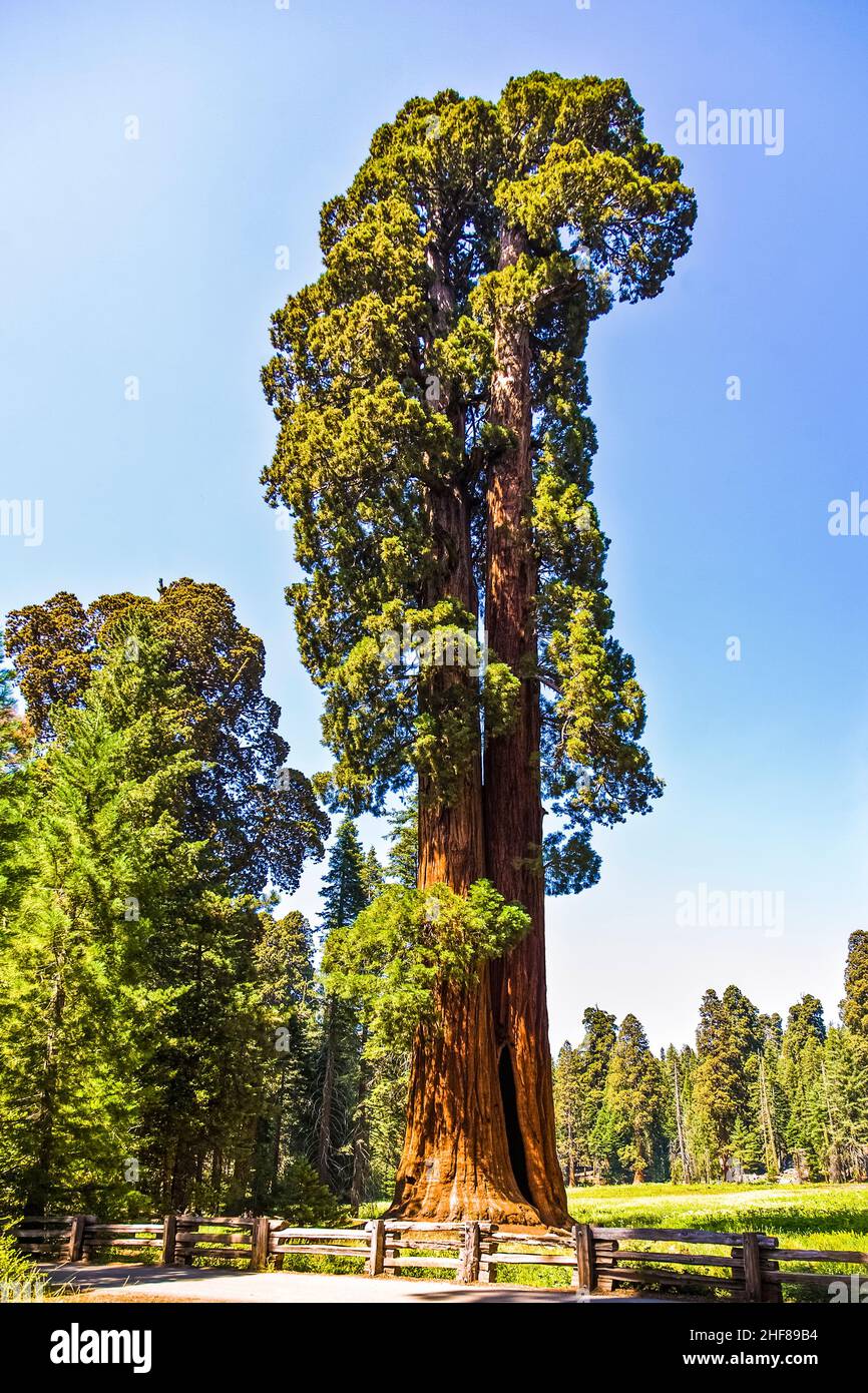 Flag in the sequoia forest hi-res stock photography and images - Alamy
