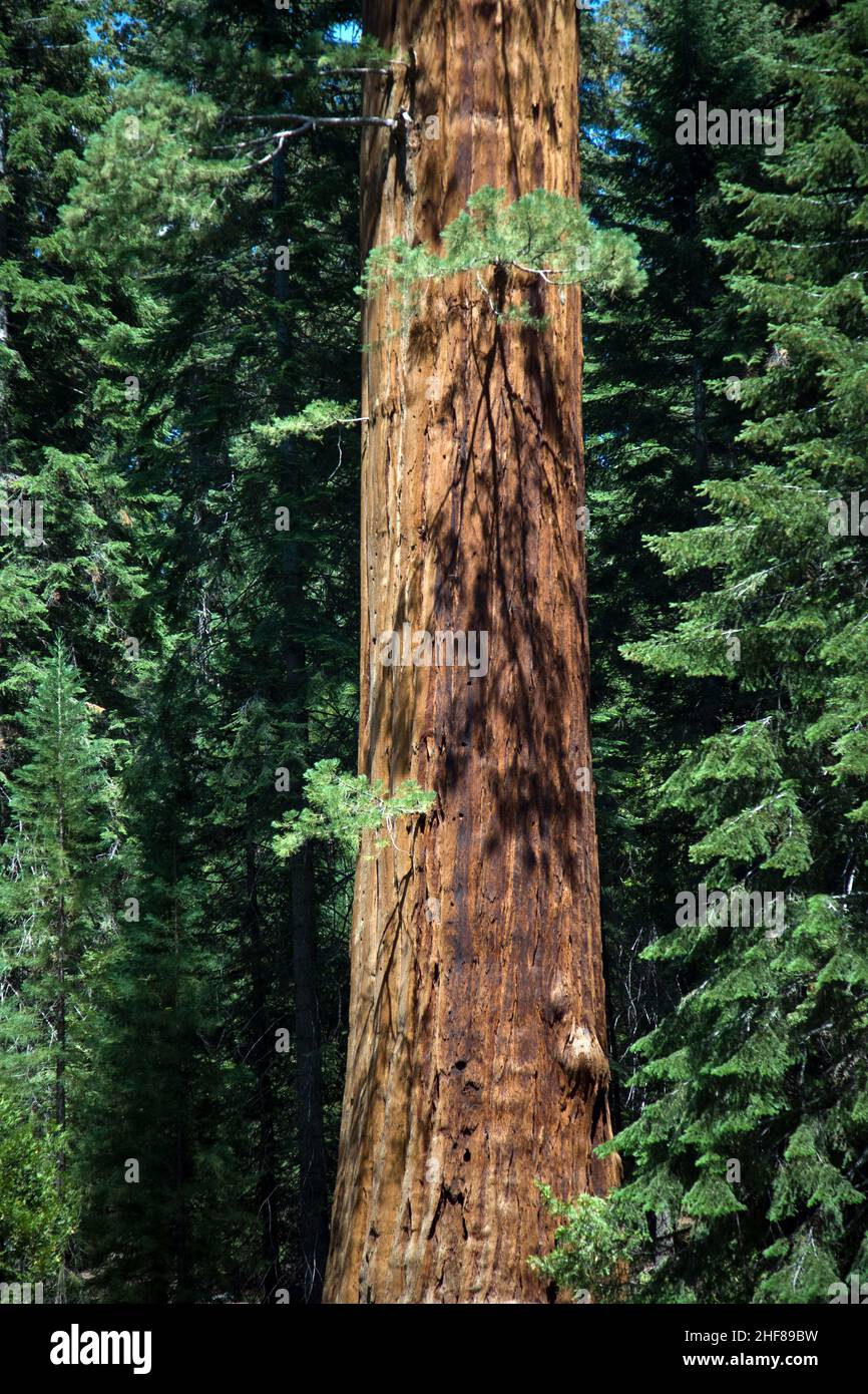 the famous big sequoia trees are standing in Sequoia National Park ...