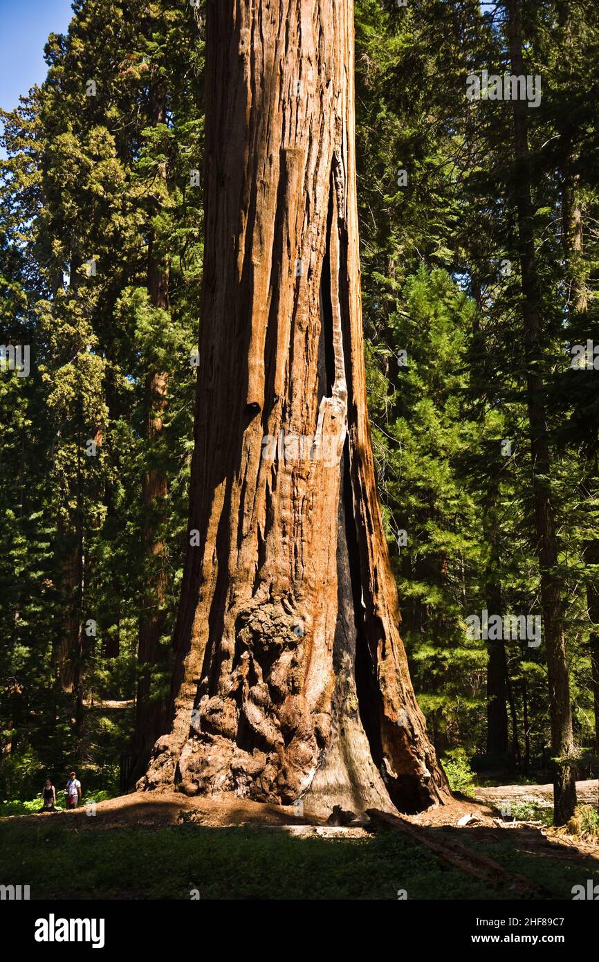 tall and big sequoias in beautiful sequoia national park Stock Photo ...