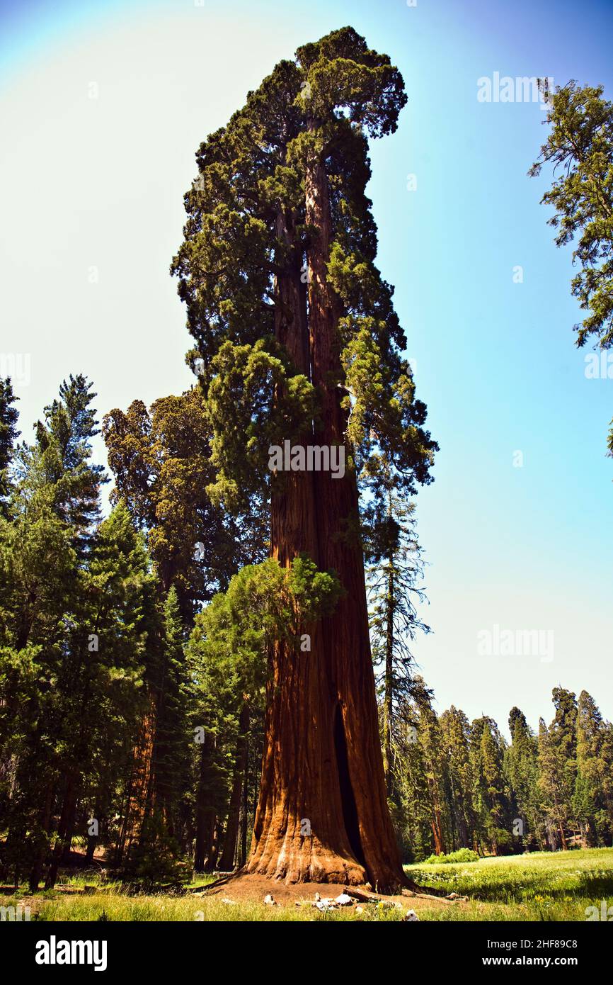 the famous big sequoia trees are standing in Sequoia National Park ...