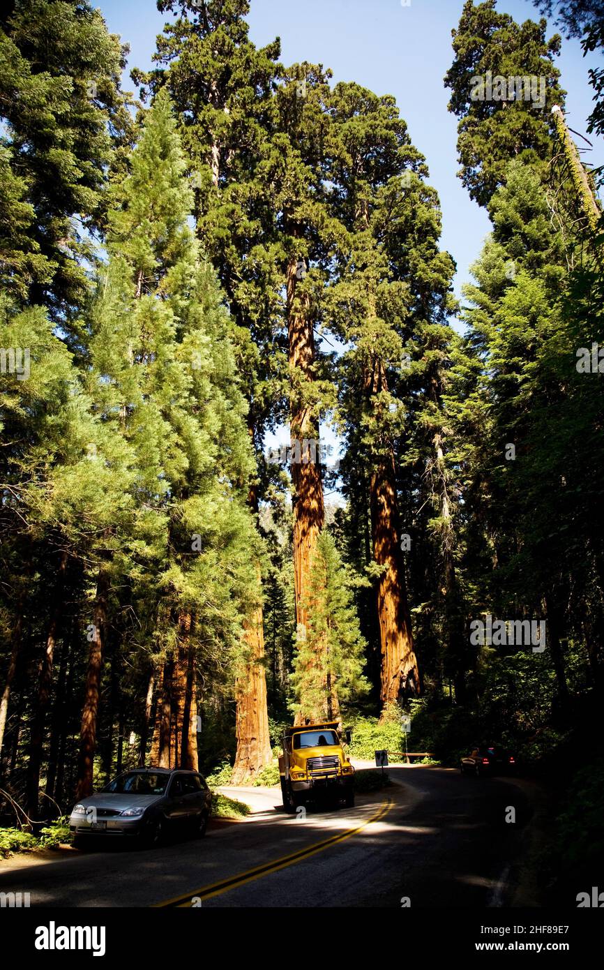 the famous big sequoia trees are standing in Sequoia National Park ...