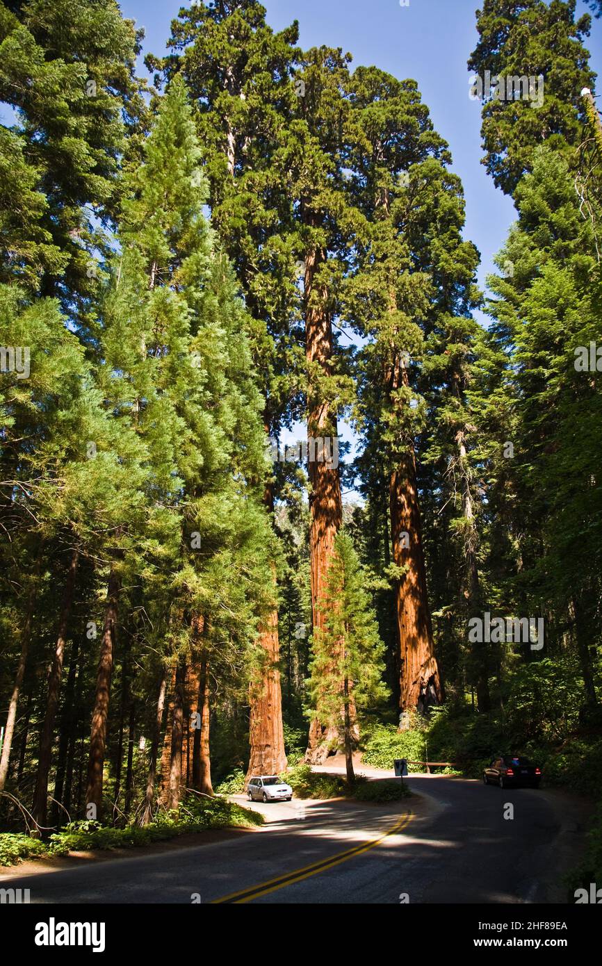 tall and big sequoias in beautiful sequoia national park Stock Photo ...