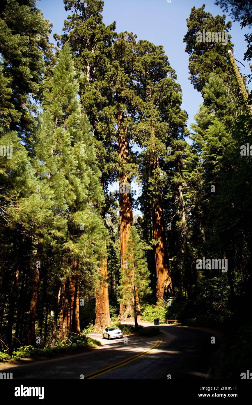 the famous big sequoia trees are standing in Sequoia National Park ...