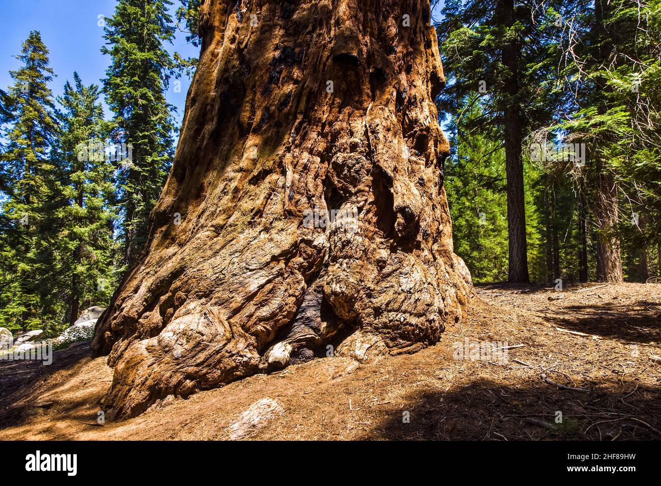tall and big sequoias in beautiful sequoia national park Stock Photo ...