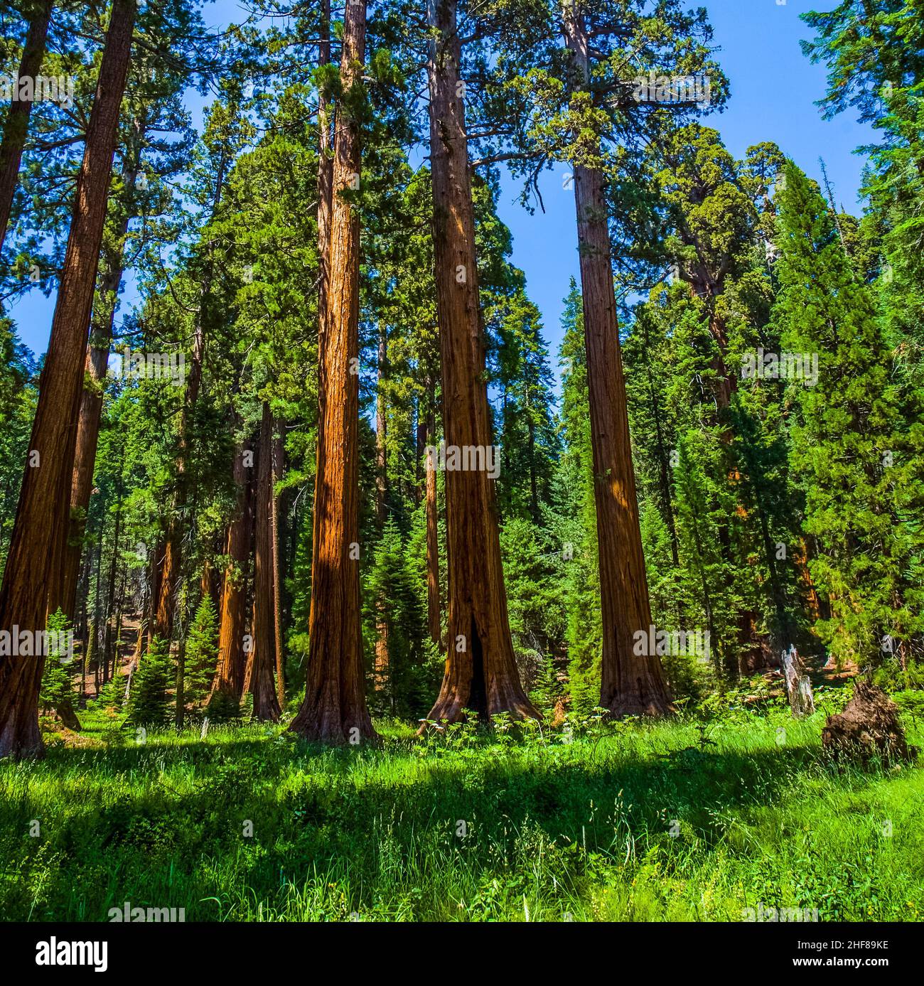 Flag in the sequoia forest hi-res stock photography and images - Alamy