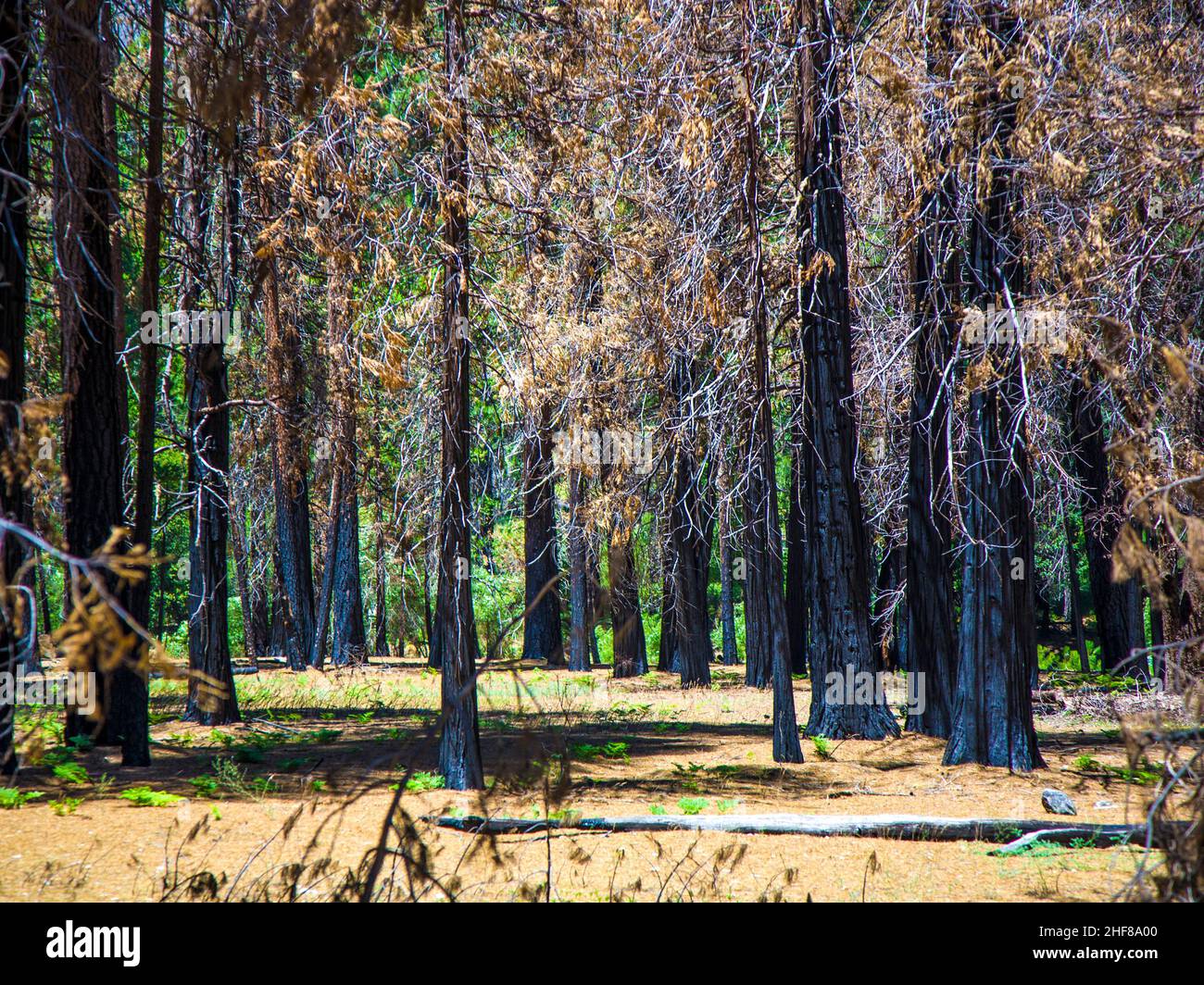by forest fire destroyed trees with black bark in the yosemite national ...