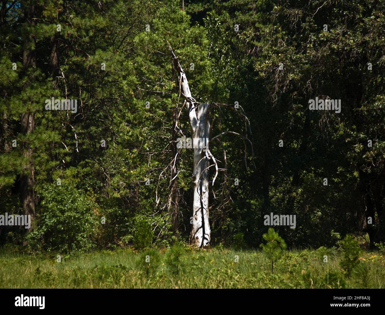 dead trees due to a former forest fire in Yosemite Park Stock Photo - Alamy