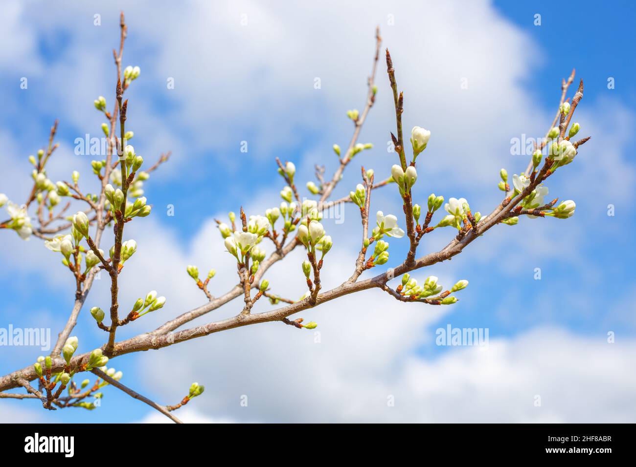 Beauty buds garden hi-res stock photography and images - Alamy
