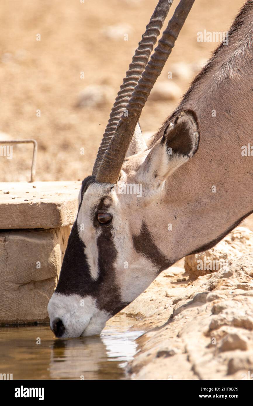 Gemsbok drinking water in the Kgalagadi Stock Photo - Alamy