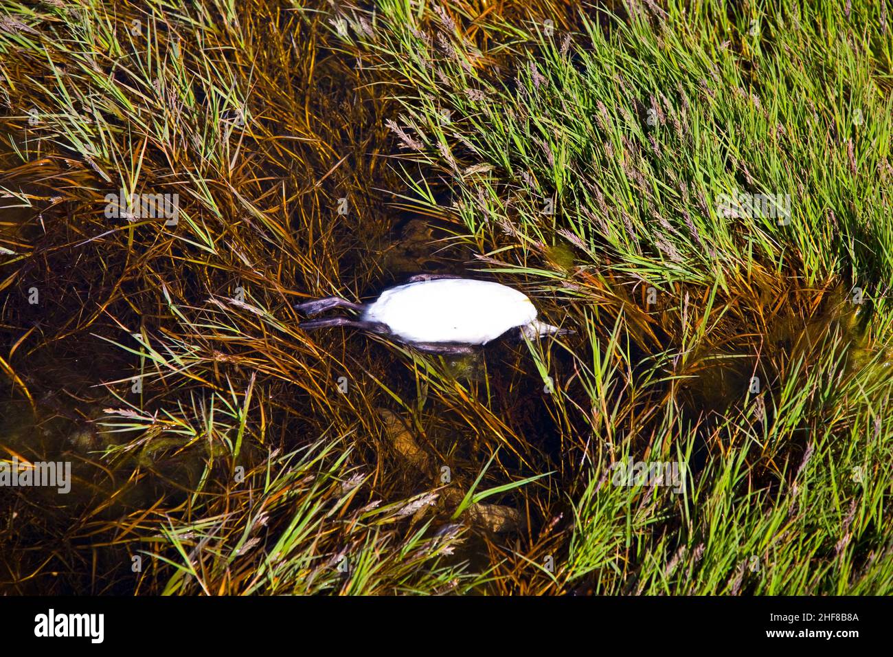 Beach dead bird hi-res stock photography and images - Alamy