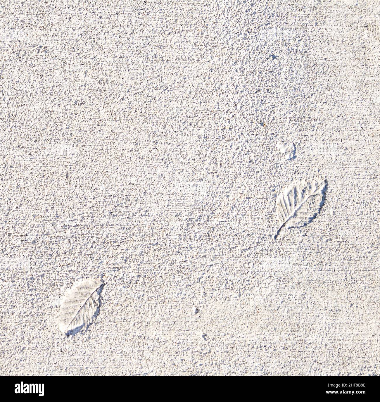 cast of leaves in concrete Stock Photo - Alamy