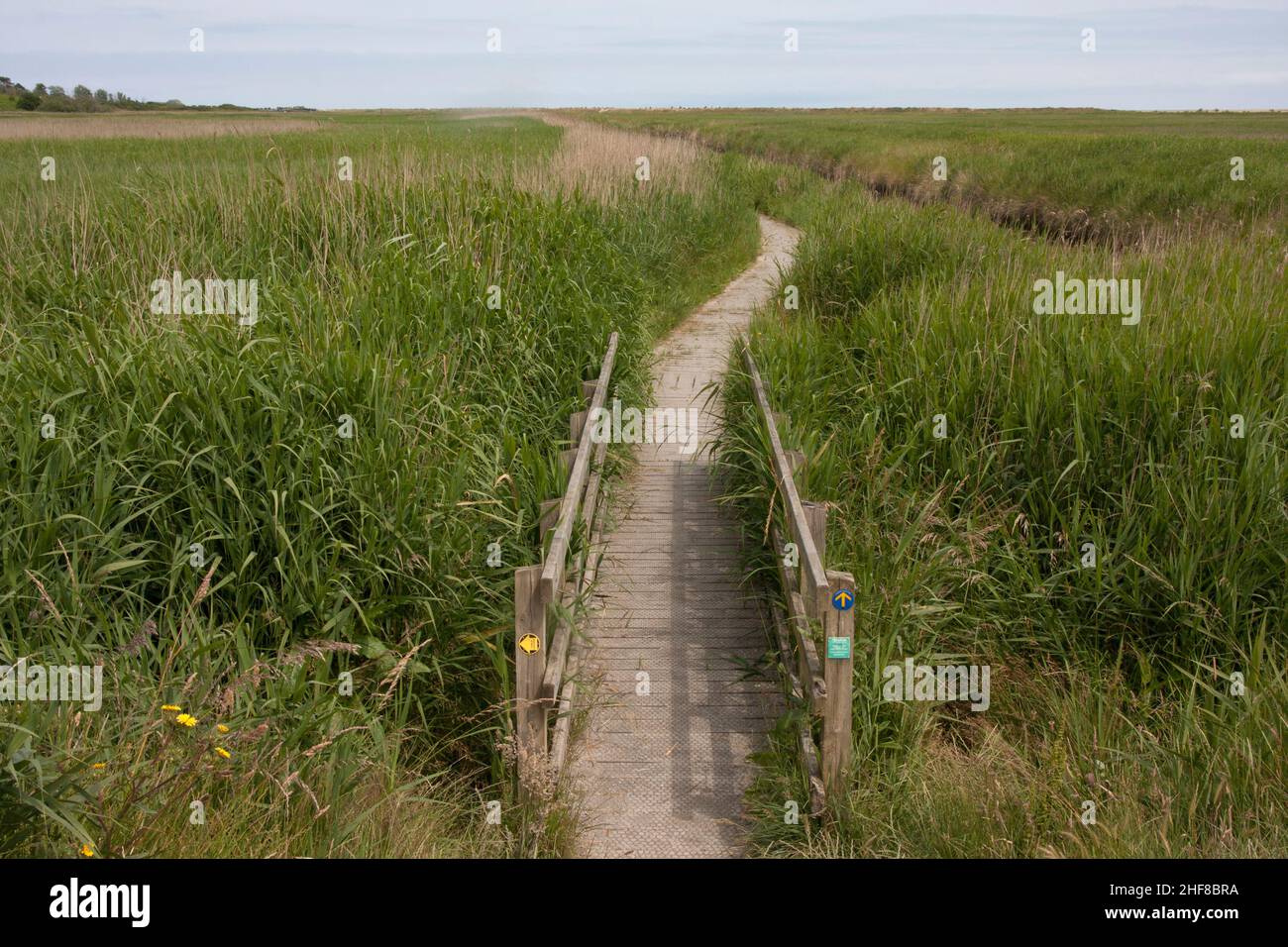 boardwalk, Walberswick nature reserve, dingle marshes, Suffolk Stock ...