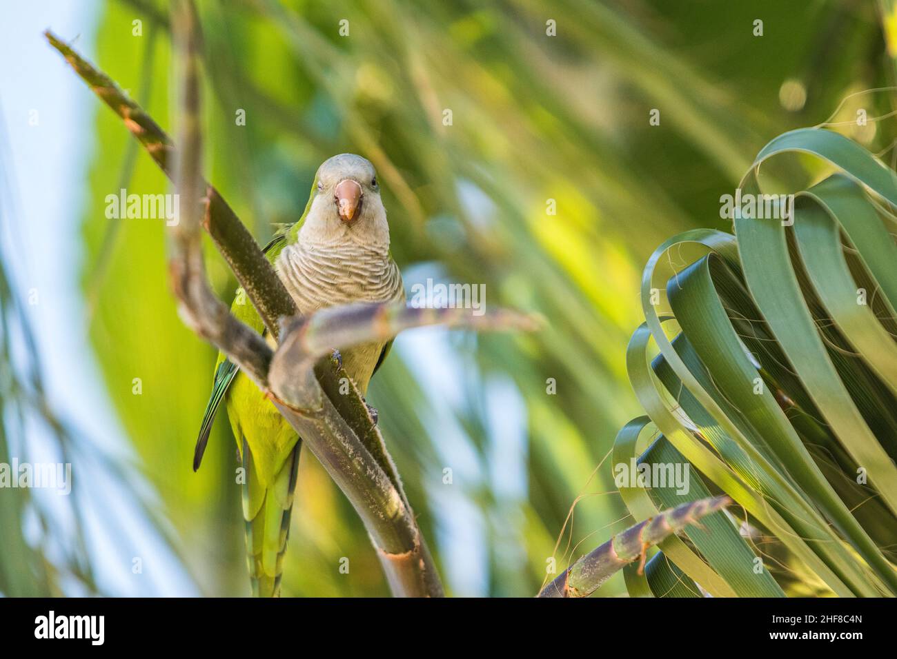 Monk parakeet (Myiopsitta monachus), on a Canary Island Palm (Phoenix ...