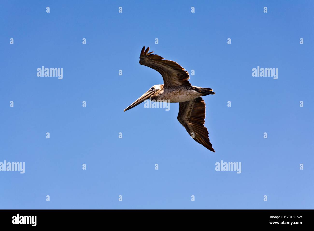 bird watching the water of the ocean and catching fishers Stock Photo ...