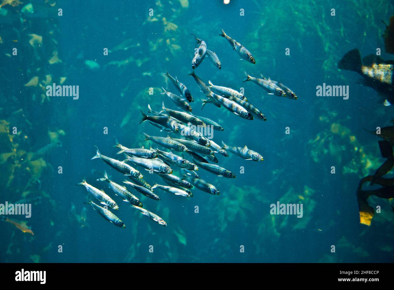flock of silver fishes in the sea Stock Photo - Alamy