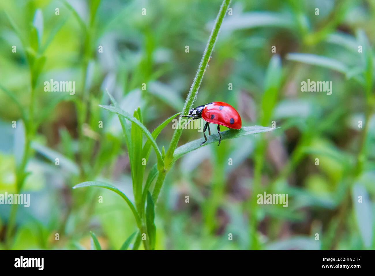 A red ladybug crawls on a plant in a meadow Stock Photo - Alamy