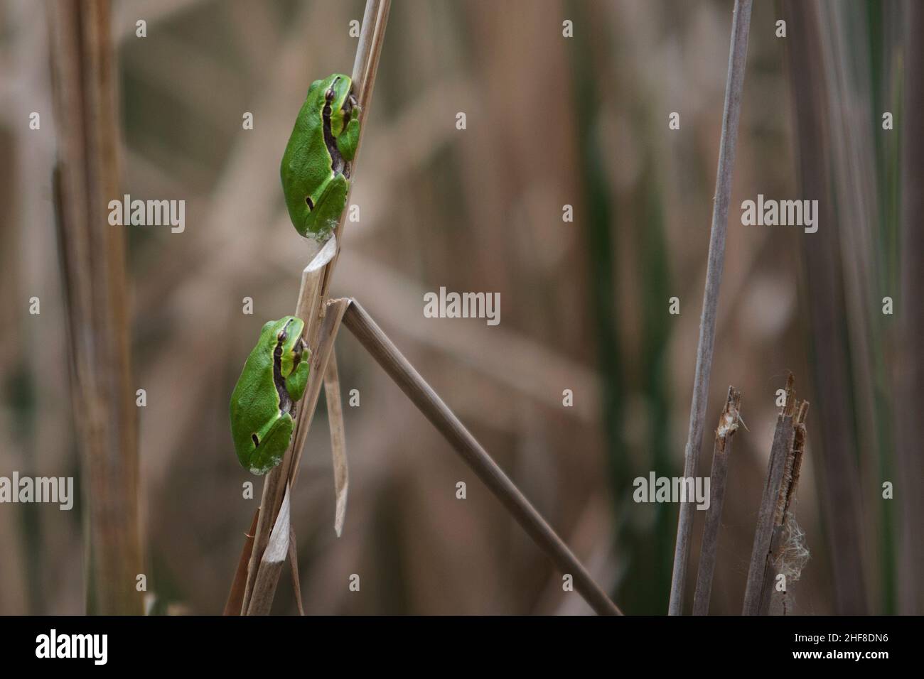Two frogs Hyla arborea - European tree frog sitting on a blade of dry ...